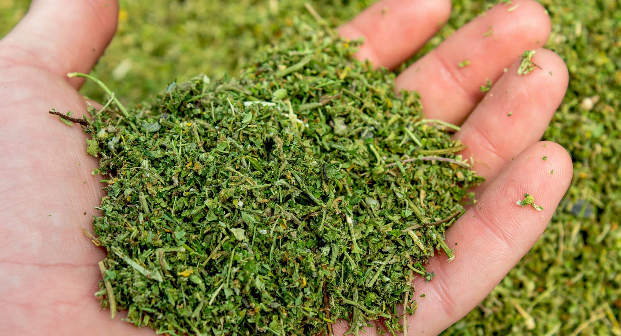 Hemp Biomass: Exploring Its Applications Beyond CBD Production – Top ...